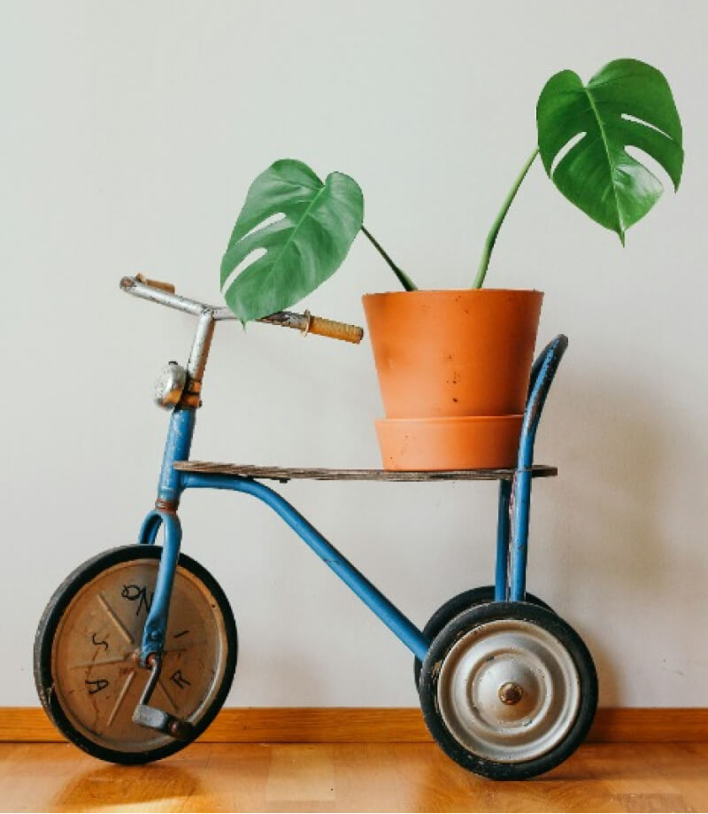 Green Plant - The Giftopia